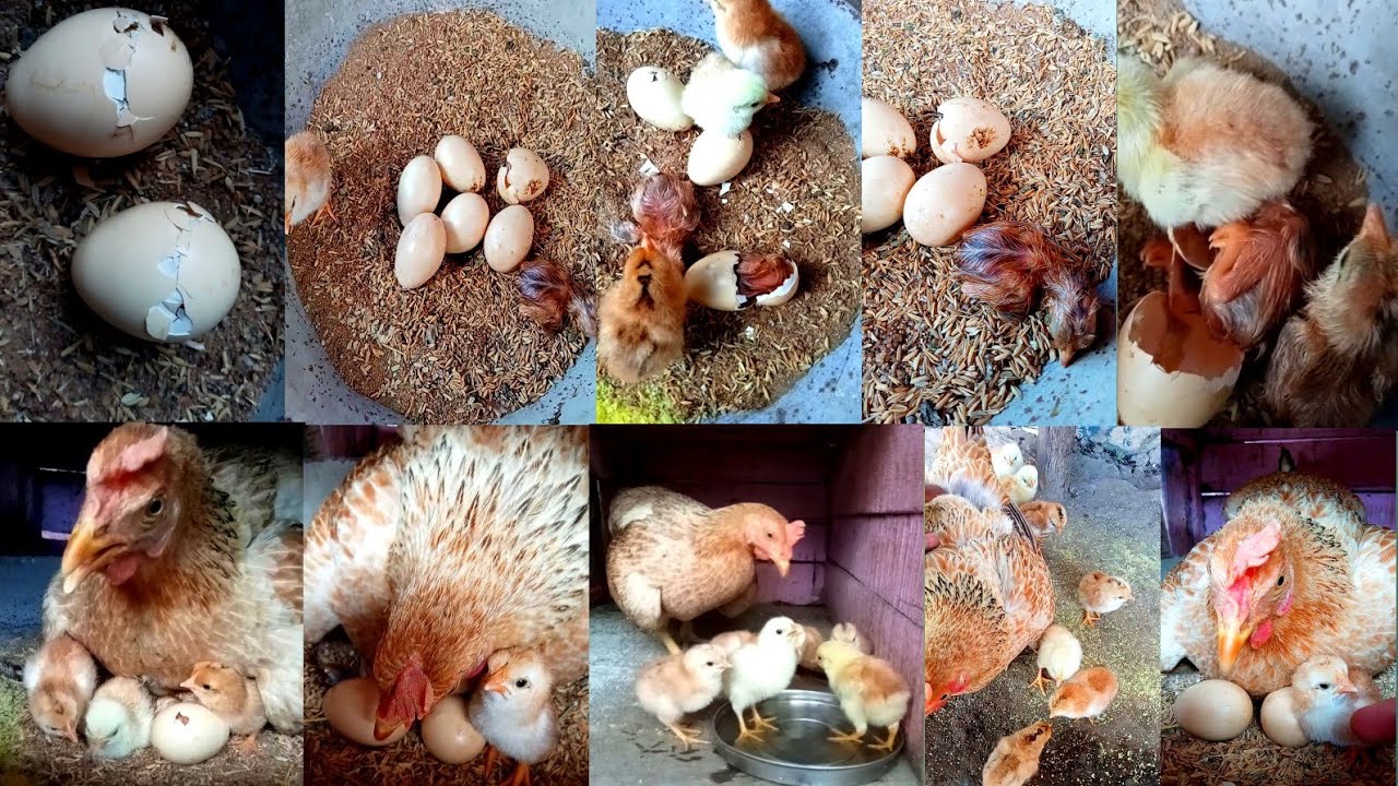 Amazing Born Chicks Full Video Laying 7 Eggs 7 Chicks Hatching Eggs