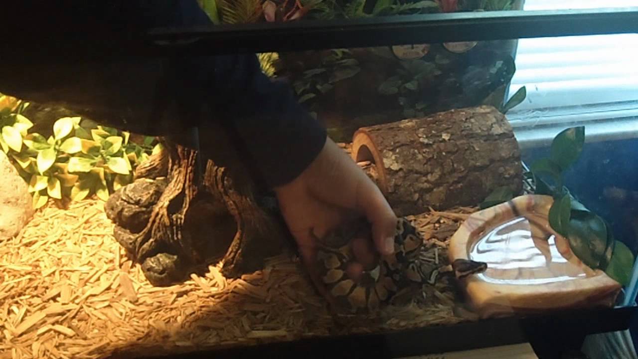 My Ball Python Setup Youtube
