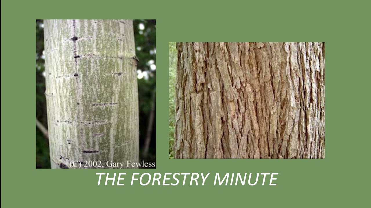 Identify Trees By Their Bark How To Identify Ash Trees Gardens