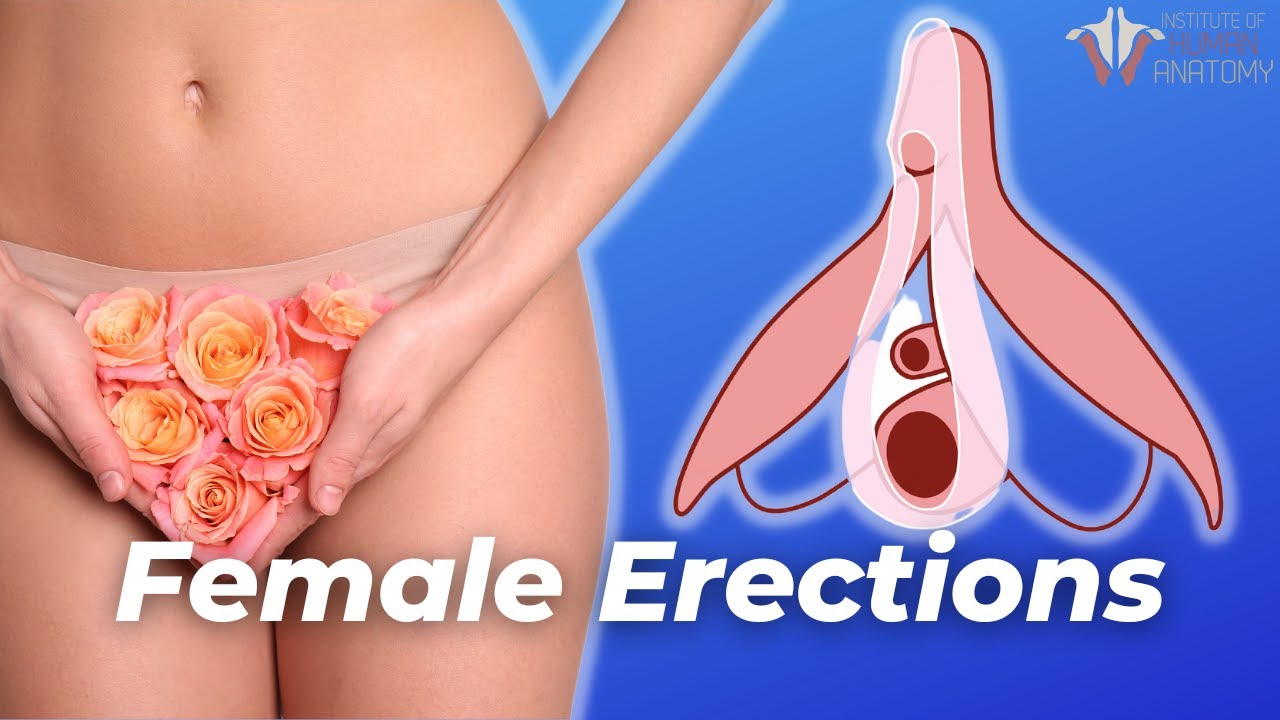 How A Female Erection Works Youtube