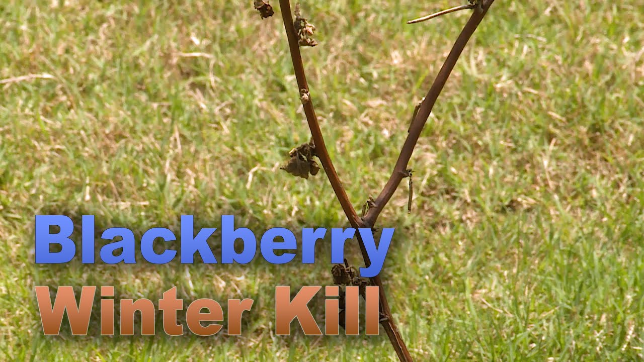 Blackberry Winter Kill Garden Notes Youtube