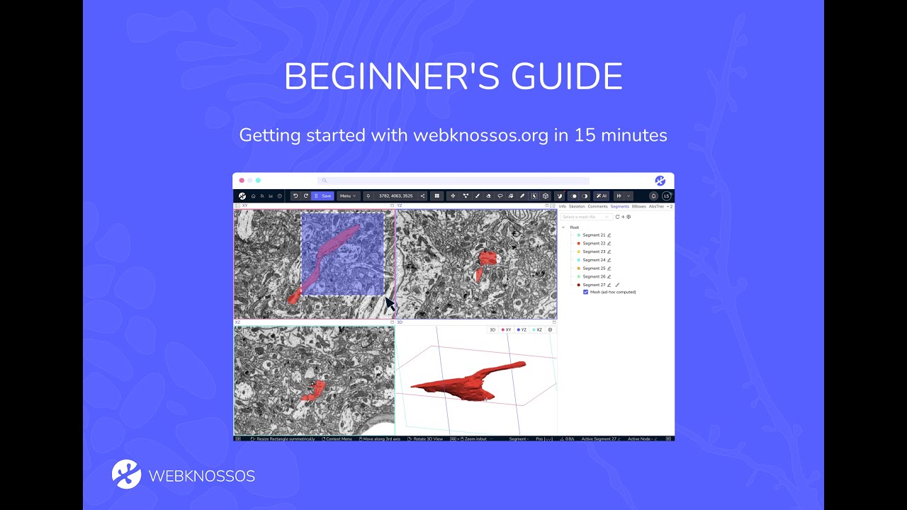 Webknossos Beginner S Guide Youtube