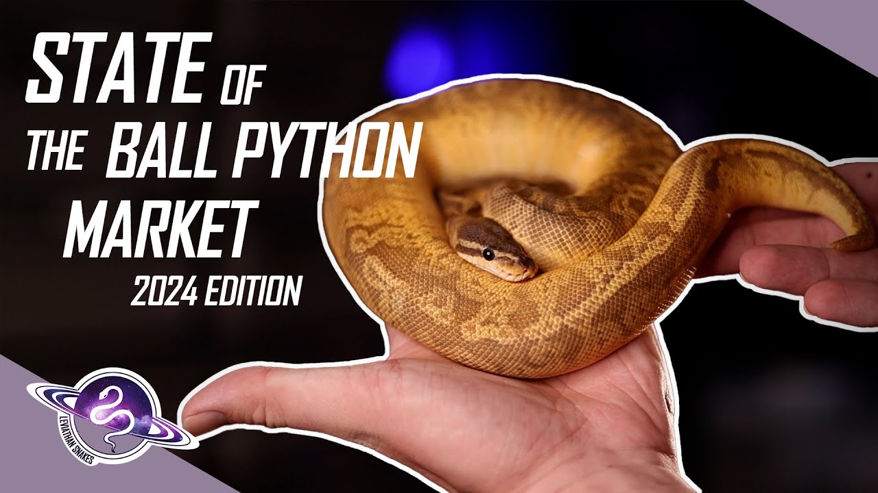 2024 State Of The Ball Python Market Ballpython Snake Reptiles