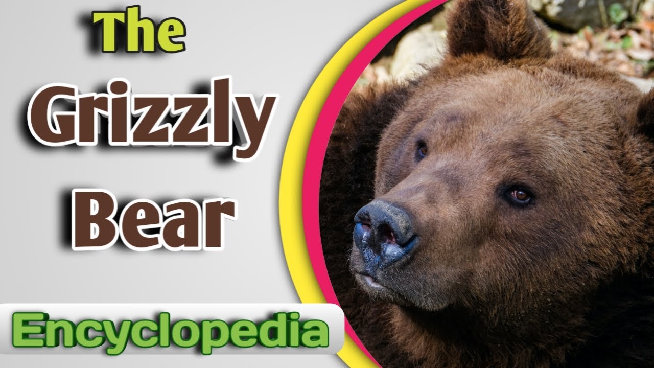 Grizzly Bear Audio Video Encyclopedia Youtube