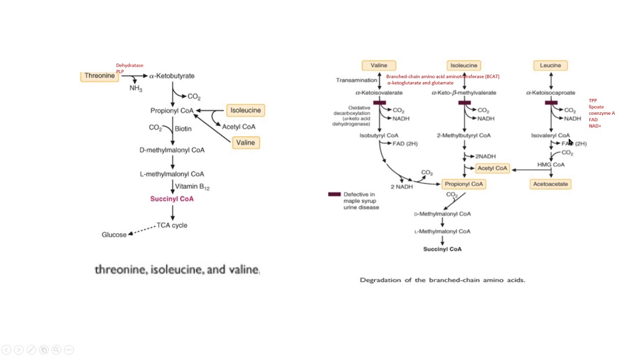 Treonina Leucina Isoleucina Valina Metabolismo Bioquímica Biochemistry