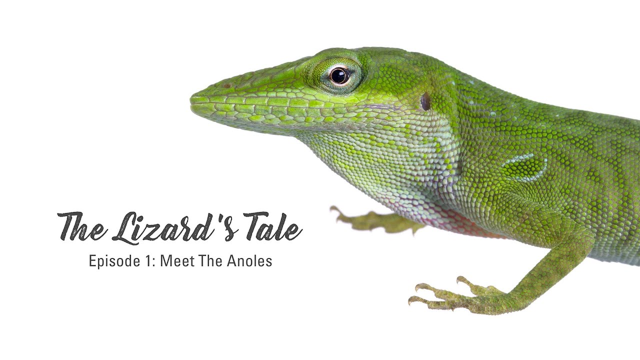 The Lizard S Tale Episode 1 Meet The Anoles Youtube