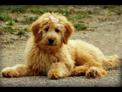 Goldendoodle Youtube