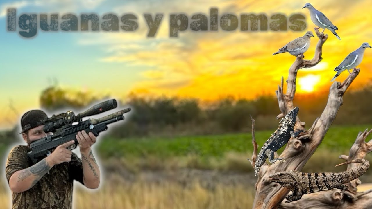 вђјпёџ Cacerгќa De Iguanas рџ ћy Palomas рџ љпёџcon Rifle Pcp рџћї Buenos Tiros Con