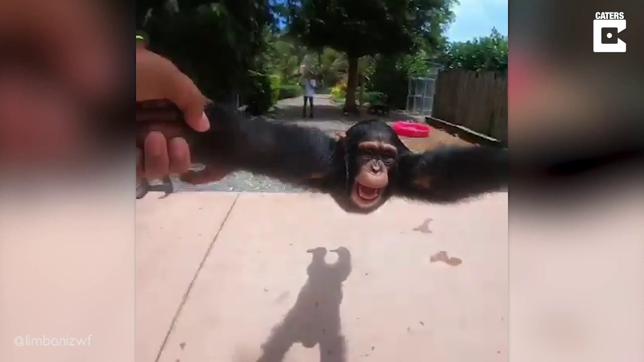 Monkey Spinning Around For 10 Hours Youtube
