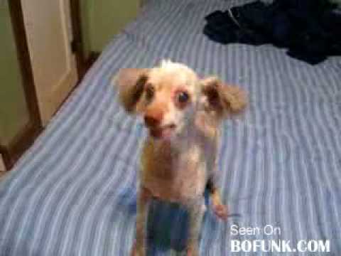 Ugly Dog Makes Weird Noises Youtube