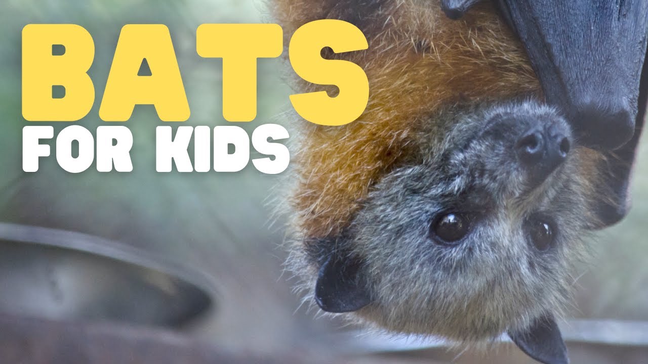 Bats For Kids Learn Cool Facts About Bats Youtube