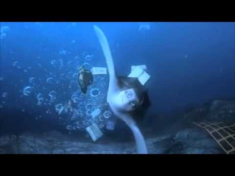 A Turtle S Tale Sammy S Adventures Youtube