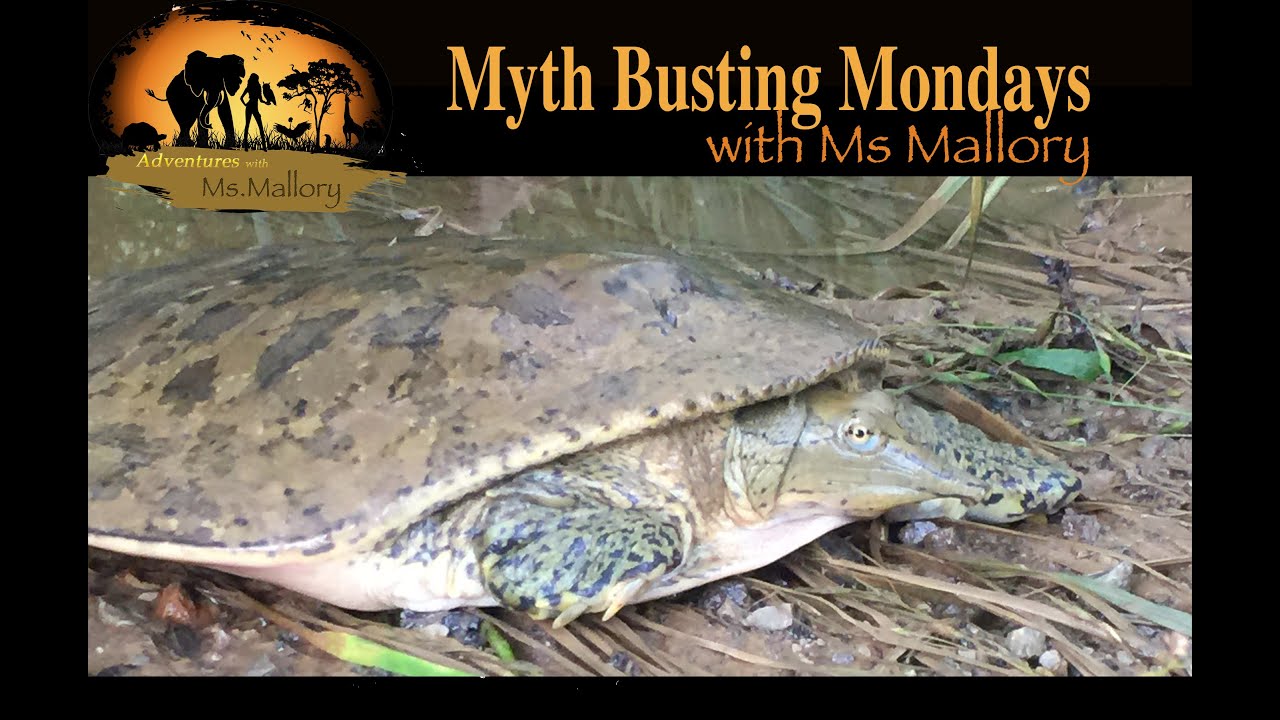 Myth Busting Monday With Ms Mallory Softshell Turtle Youtube