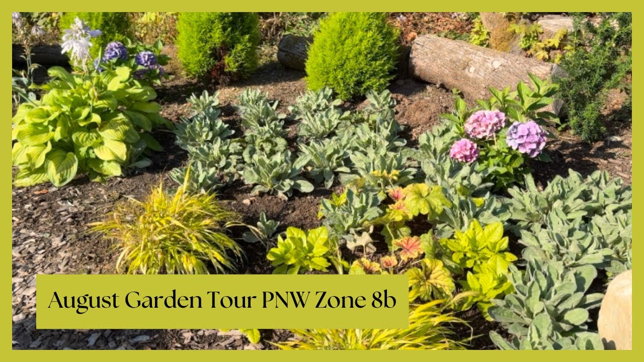 August Garden Tour In Pnw Zone 8b Late Summer Garden Highlights And