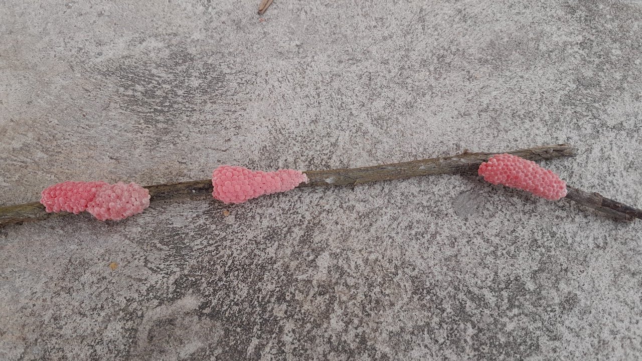 Asmr Crushed Invasive Snail Eggs 1 Youtube