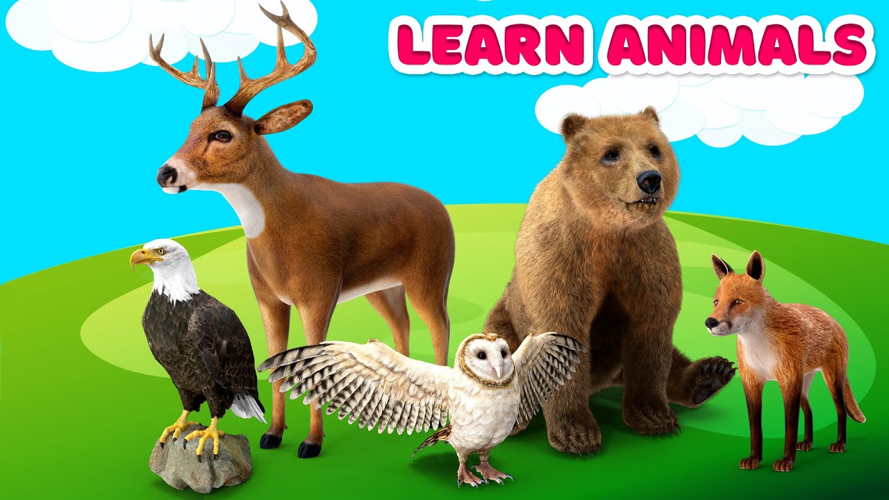 Animals For Kids Learn Animals Youtube