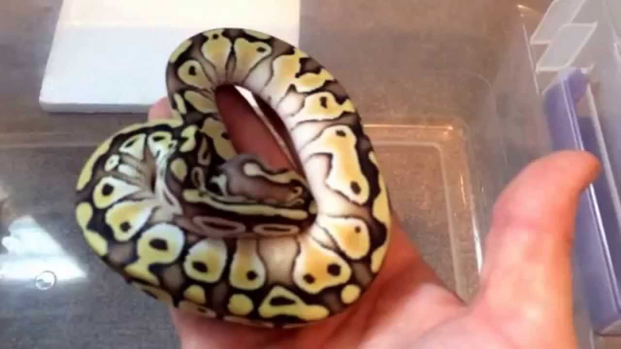 Ball Python Unboxing Youtube