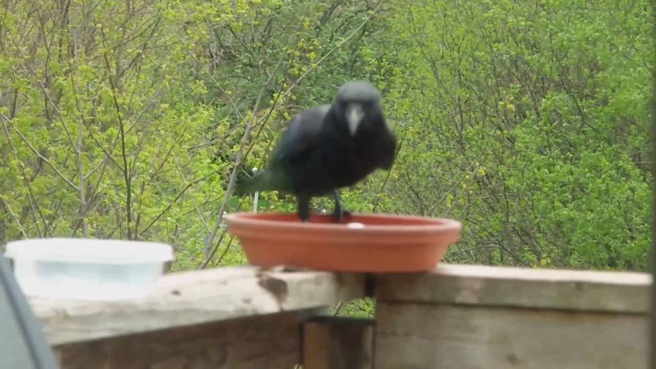 Crow Intelligence Youtube