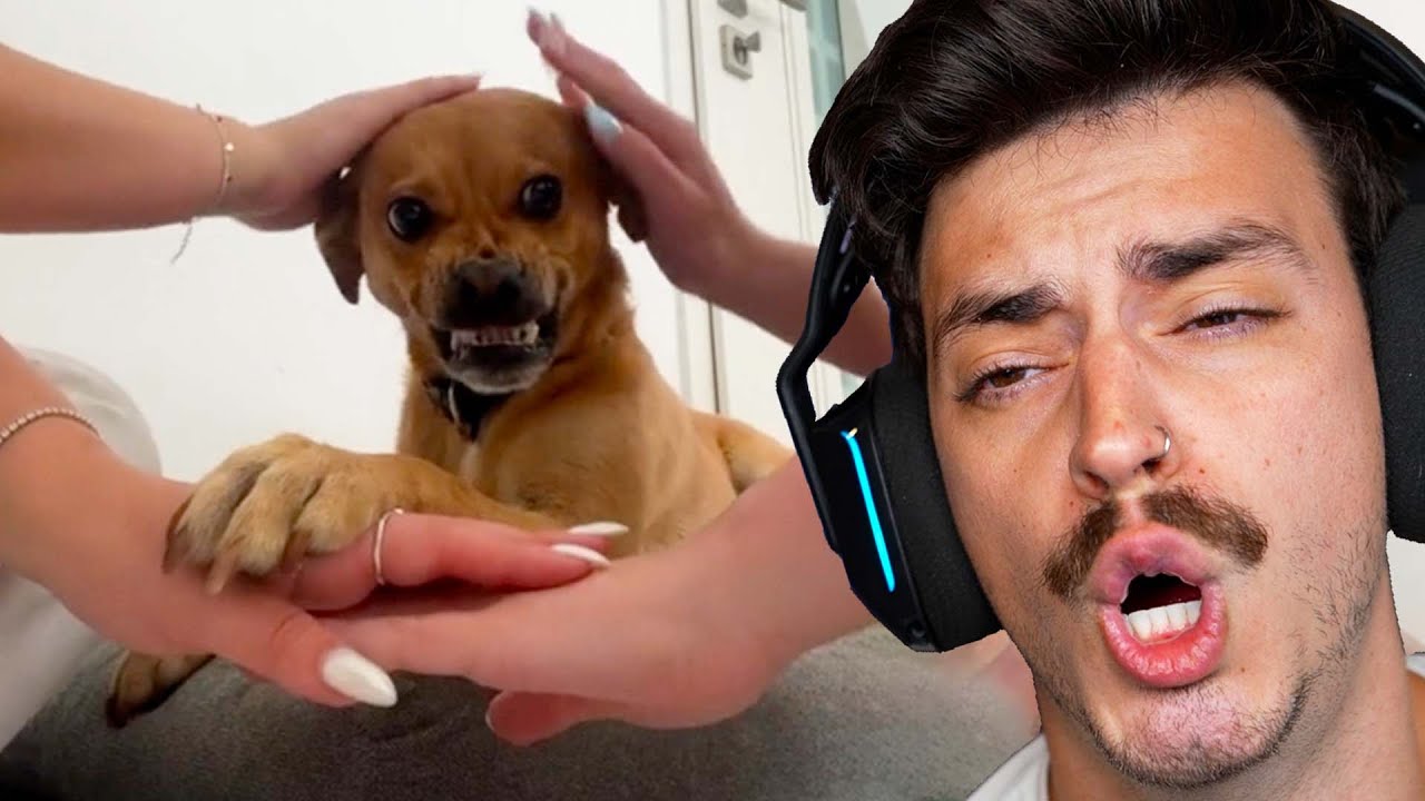 Try Not To Laugh 22 Youtube