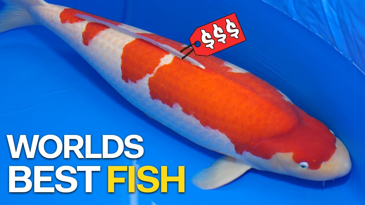 You Gotta See The Best Koi Fish In The World Youtube