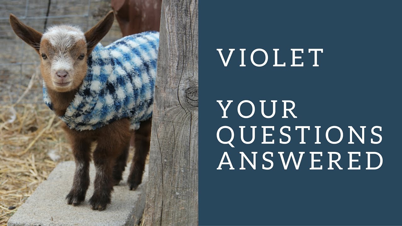 Violet Your Questions Answered Youtube
