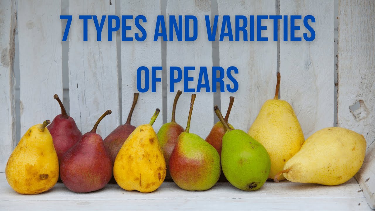 7 Types And Varieties Of Pears Youtube