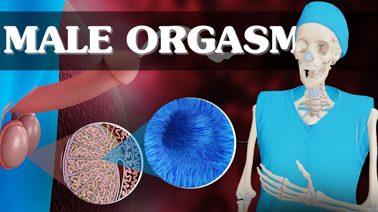 Exploring The Full Process Of Sperm Ejaculation 3d Animation Guide