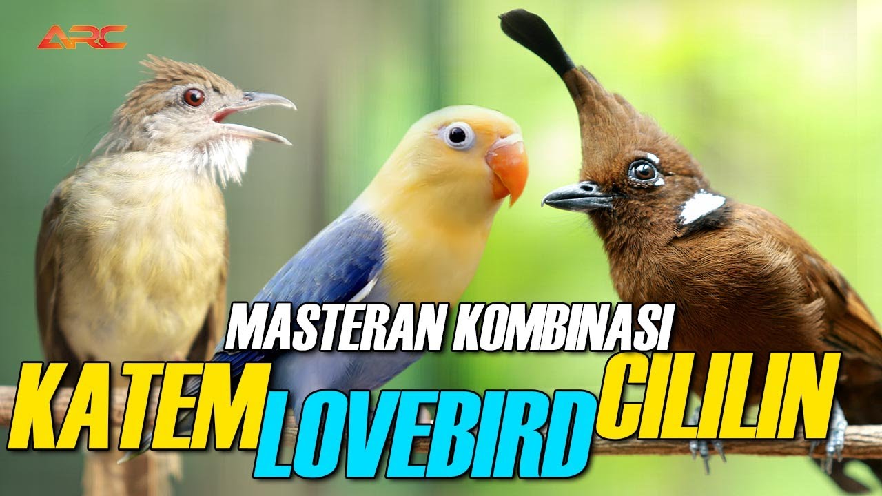Kombinasi Masteran Cililin Katem Lovebird Youtube