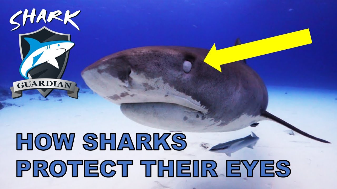 Shark Eye Anatomy
