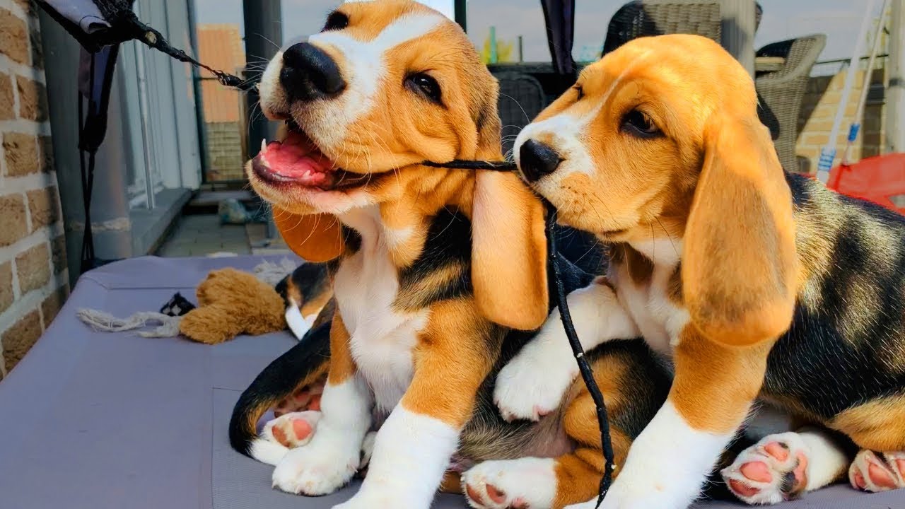 Cute Beagle Puppies Playing Purebred Beagle Puppy Is Learning The