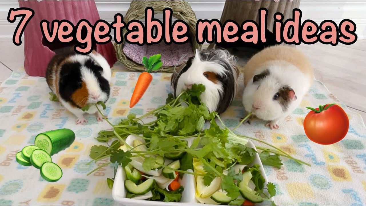 High Fiber Vegetables For Guinea Pigs At Edward Mcfarlane Blog