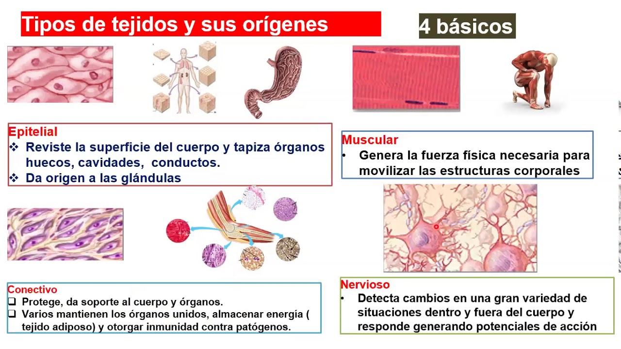 Tipos De Tejidos Anatómicos Tejido Biología Wikipedia La