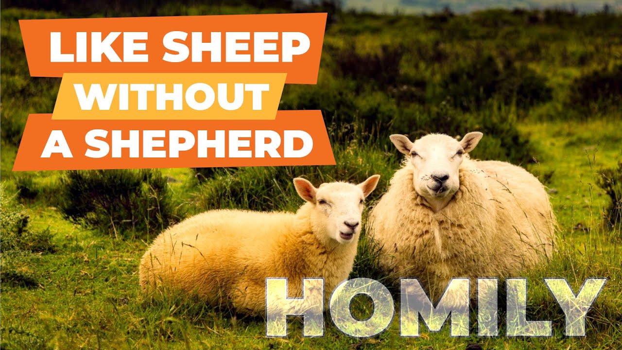 Like Sheep Without A Shepherd Homily Youtube