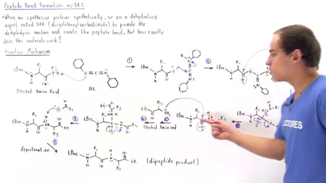 Peptide Bond Formation