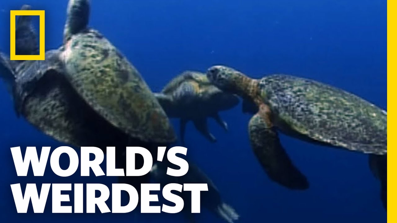 Sea Turtle Mating Melee World S Weirdest Youtube