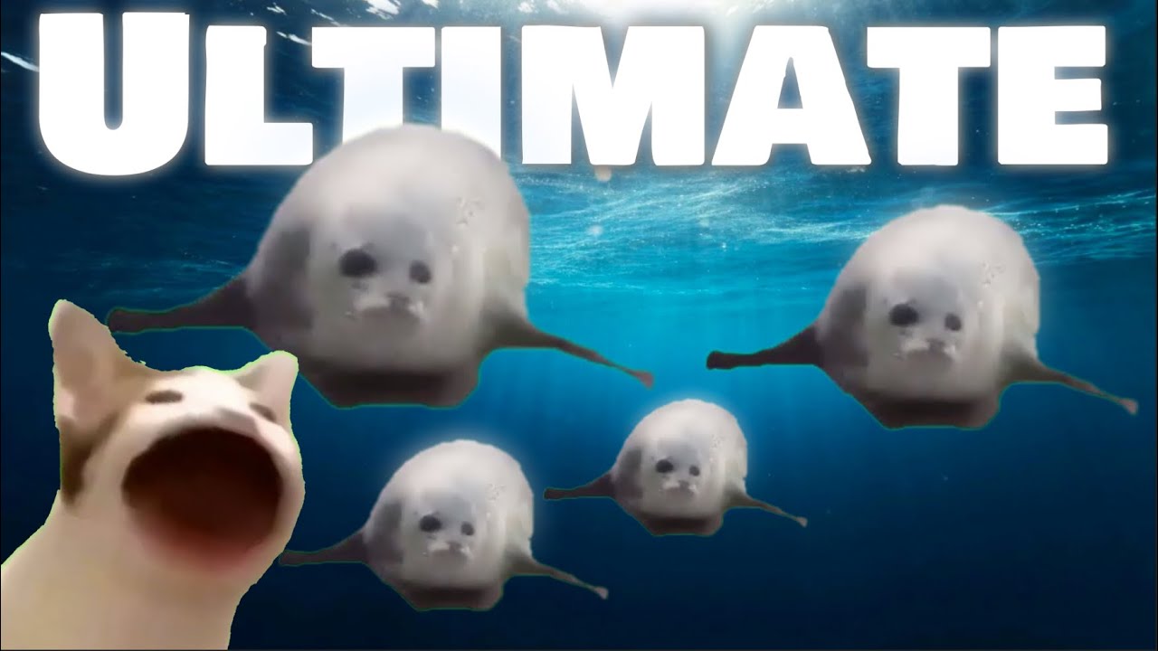 Bouncing Seals Ultimate 2022 Youtube