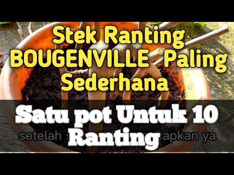 Stek Bougenvile Paling Sederhana Satu Pot Untuk 10 Ranting Youtube