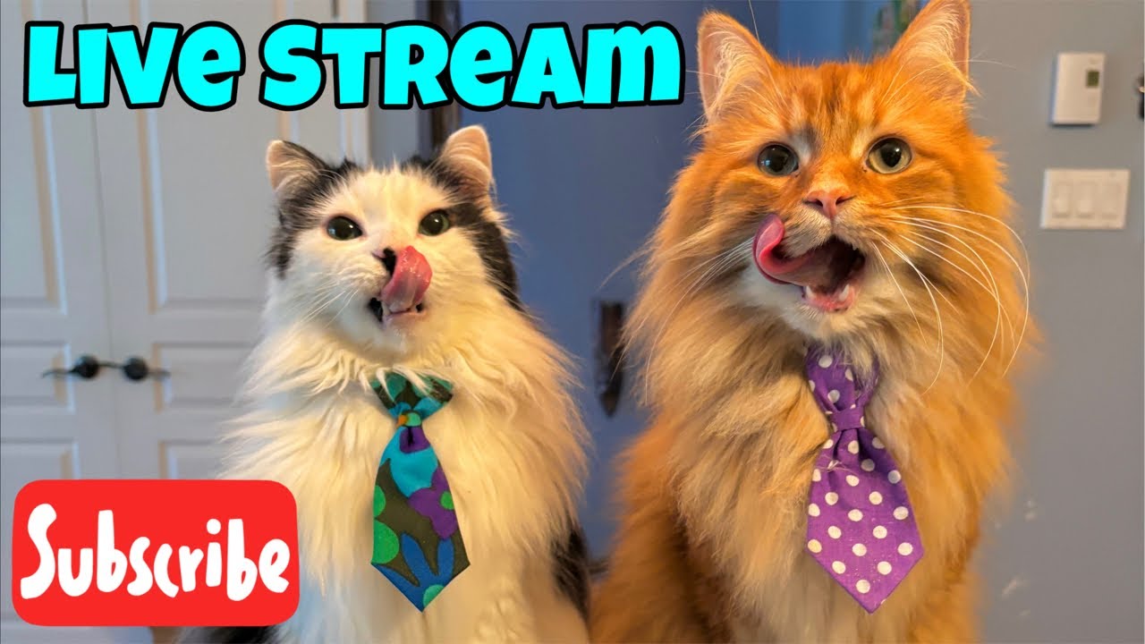 Tgif Friday Fluff Live Stream Youtube