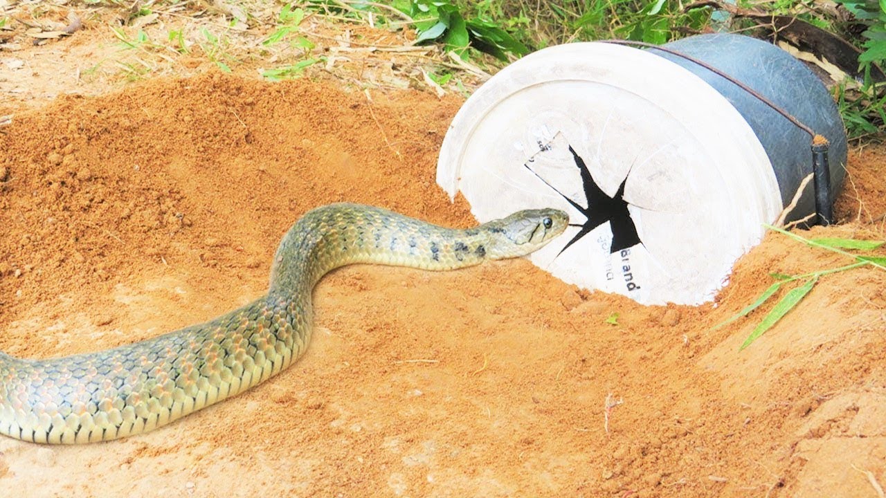 Incredible Snake Trap Youtube