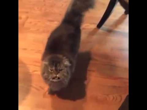 Yass Cat Vine 5 Minute Loop Youtube