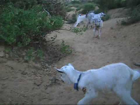 Somali Baby Goats Playing In The Sand Youtube