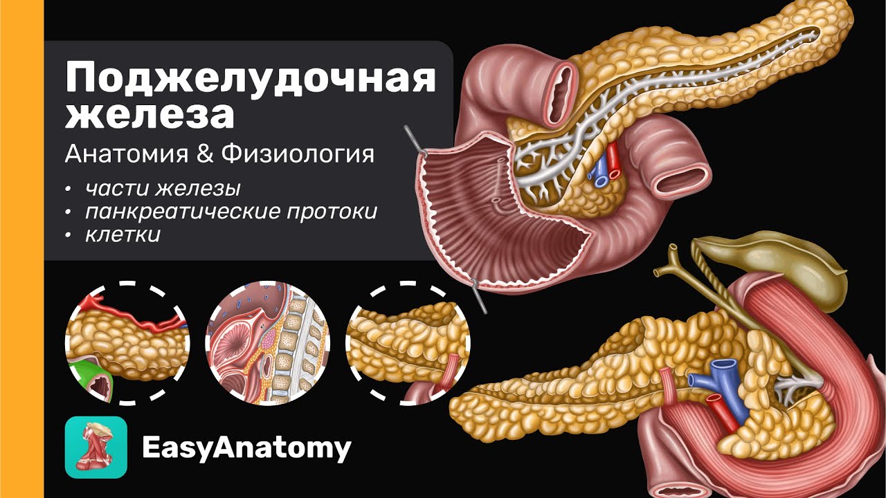 где находится поджелудочная железа у человека анатомия строения