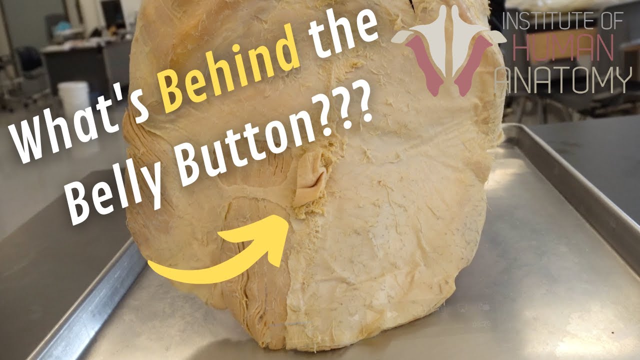 What Is In The Inside Of Your Belly Button At Erin Taylor Blog