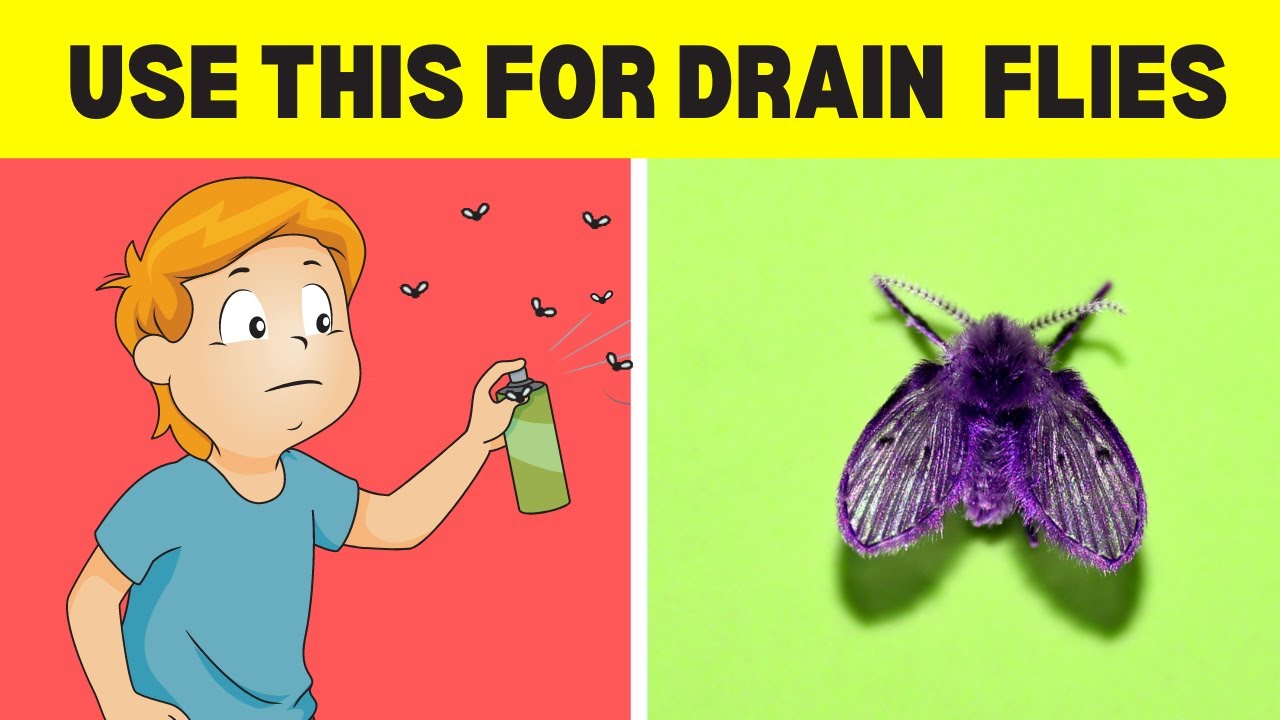 7 Proven Ways To Get Rid Of Flies In The Bathroom