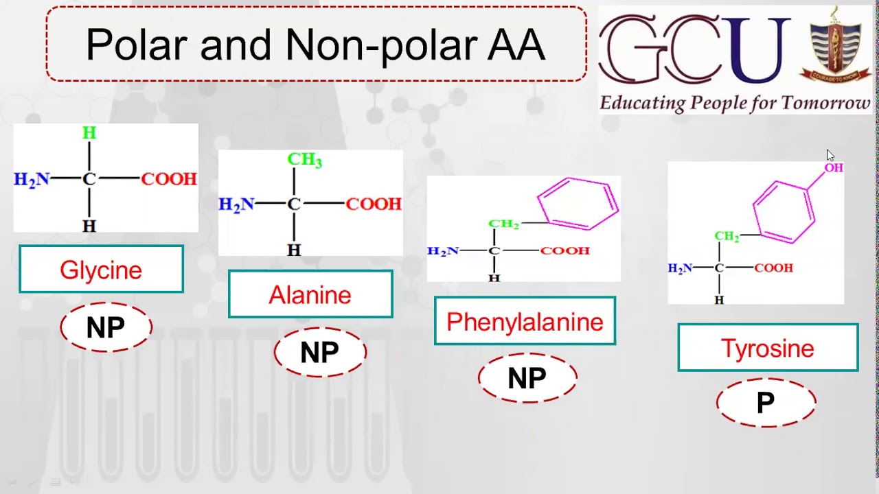 Amino Acid Structure Polar Or Nonpolar At Laura Durham Blog