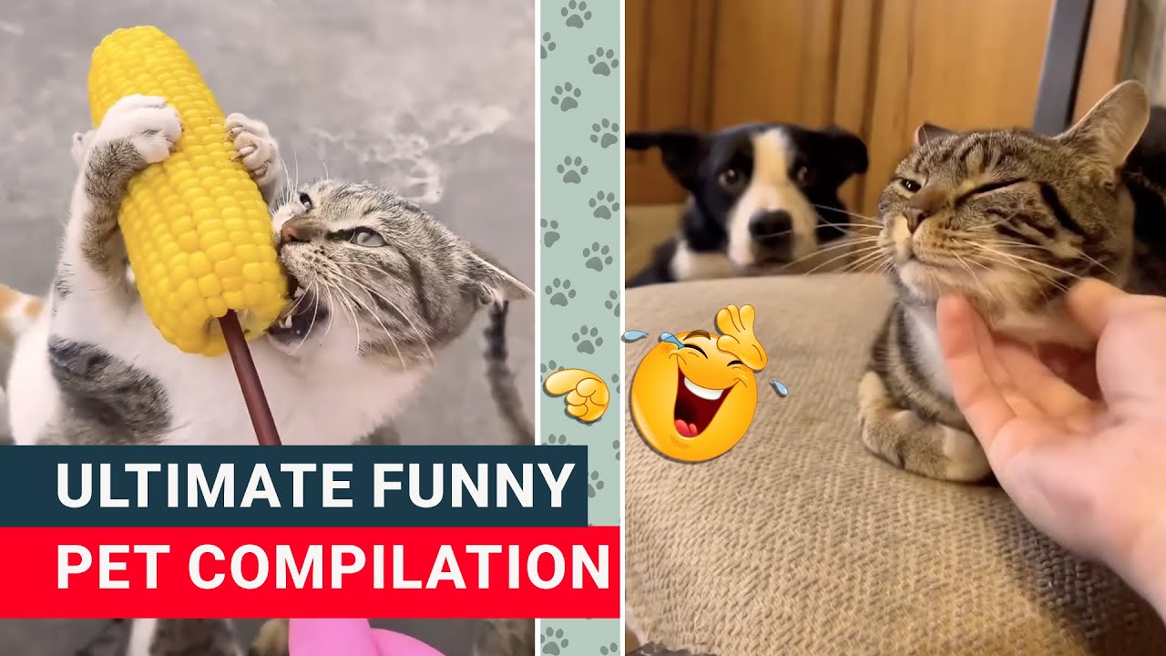 Ultimate Funny Pet Compilation Dogs Cats Being Silly рџђ рџђ Youtube