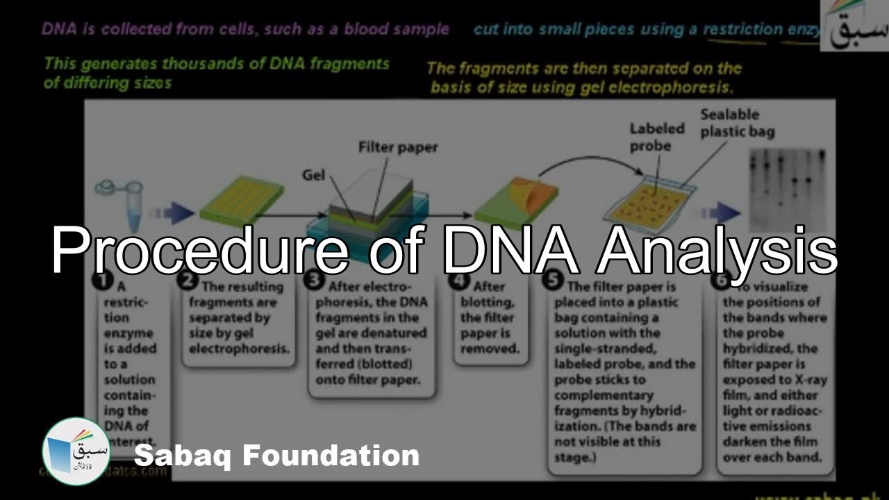 Procedures Of Dna Analysis Biology Lecture Sabaq Pk Youtube