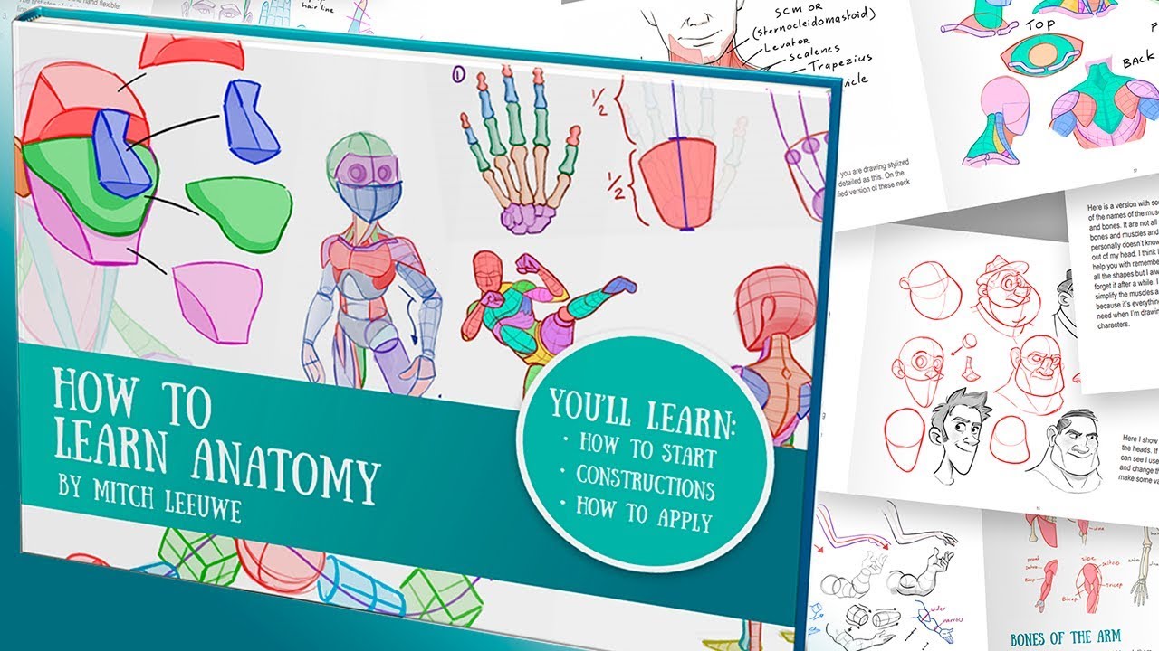 How To Draw Anatomy Youtube