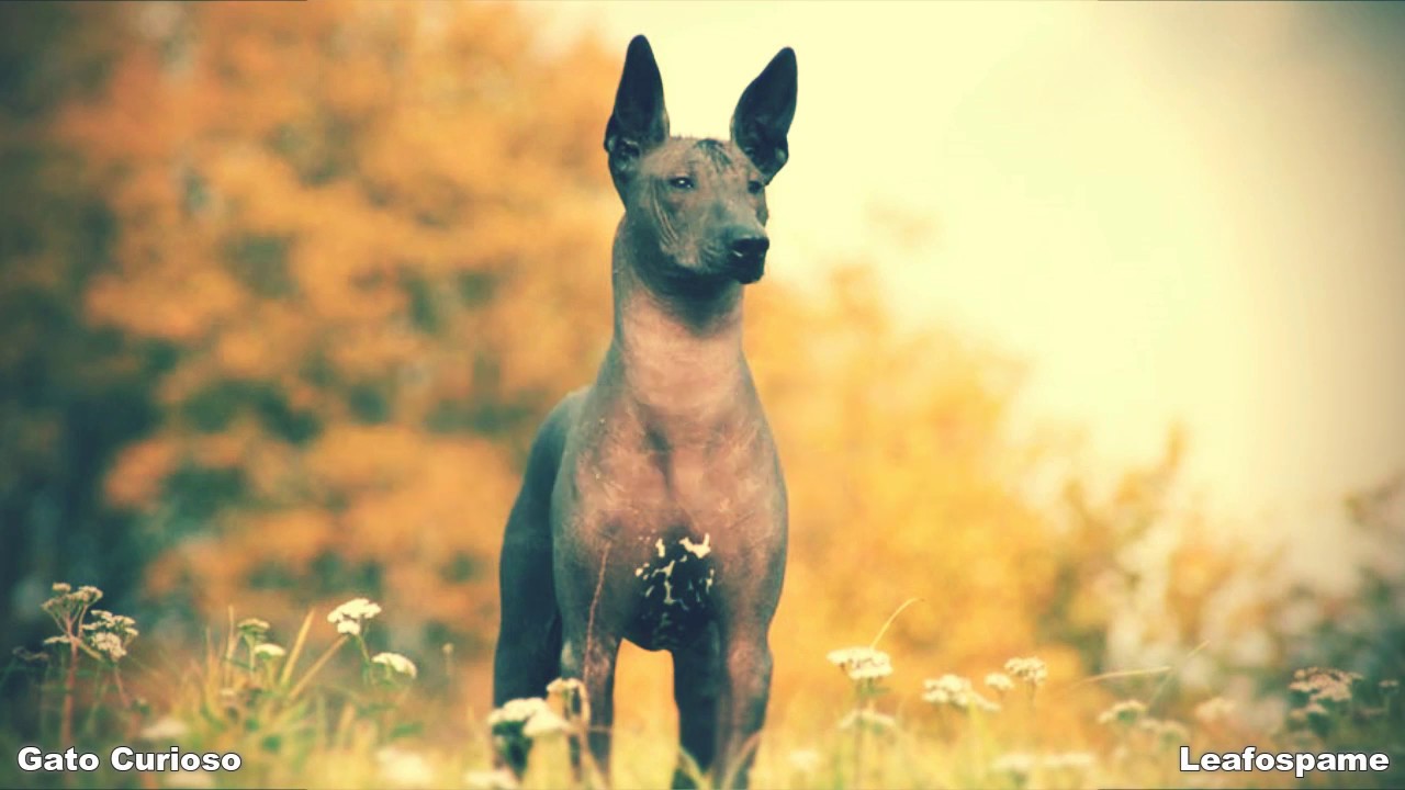 Porter Xoloitzcuintle Chicloso Letra Youtube