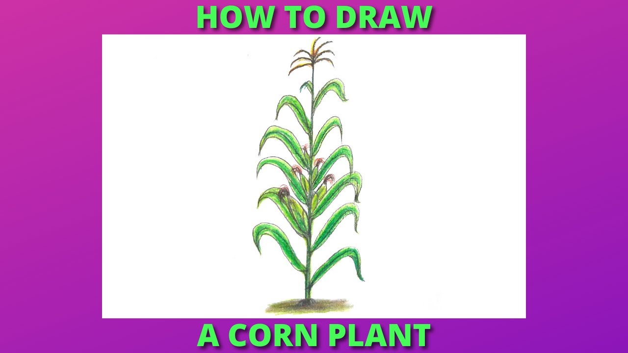 Corn Plant Drawing Easy At Michelle Dermody Blog
